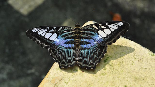 Kuala Lumpur Butterfly Park – Visit Selangor